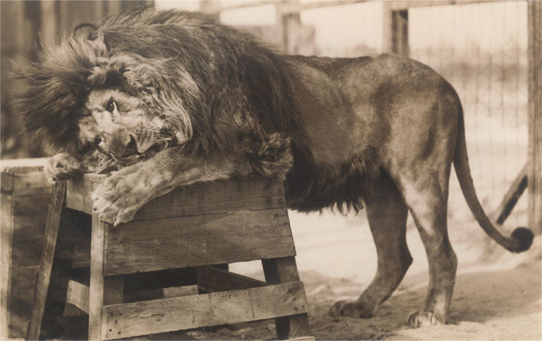 Sultan Barbary Lion